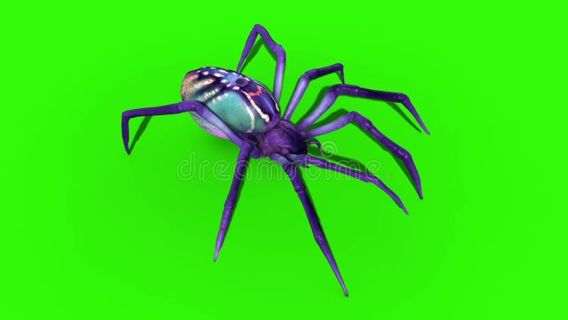 Orange Spider Walkcycle Green Screen Loop Top 3D Rendering Animation ... Orange Spider Walkcycle Green Screen Loop Top 3D Rendering Animation ...