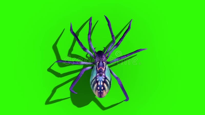Red Tarantula Spider Walkcycle Green Screen Loop Top 3D Rendering ... Red Tarantula Spider Walkcycle Green Screen Loop Top 3D Rendering ...