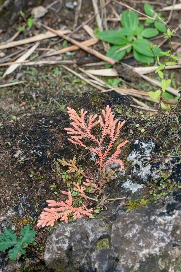 Blue Spikemoss is on the Rock, it Turned Red in Autumn. Stock Photo ...