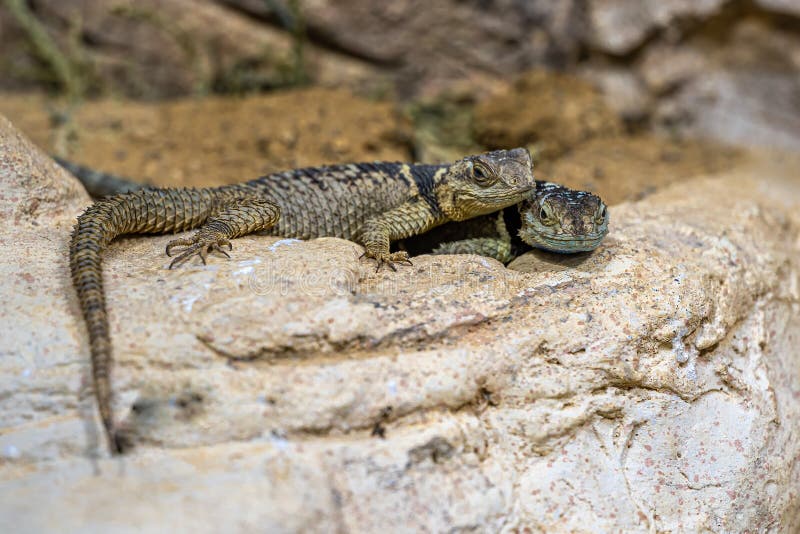 Blue Spiny Lizard stock image. Image of exotic, cyanogenys - 254435675