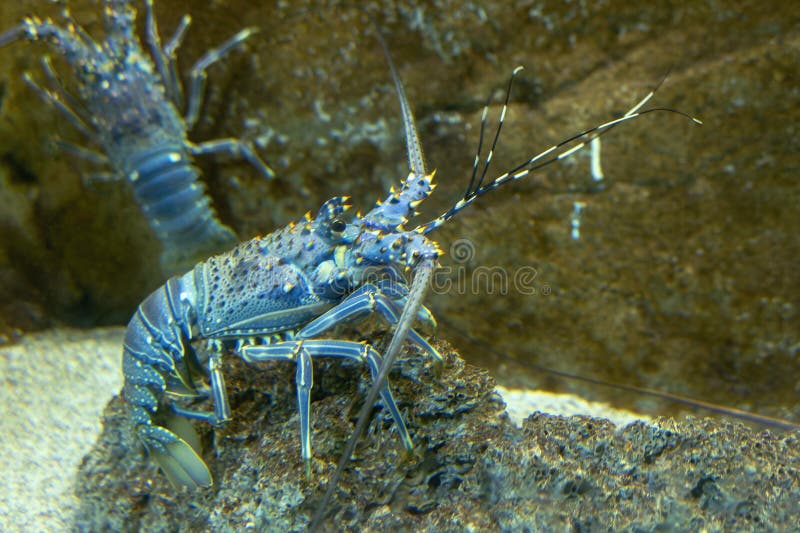 Blue Spiny Lobster in Aquatic Setting Stock Photo - Image of animal ...