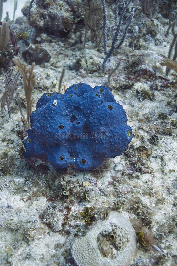 Blue sponge stock image. Image of underwater, sponge - 55179683