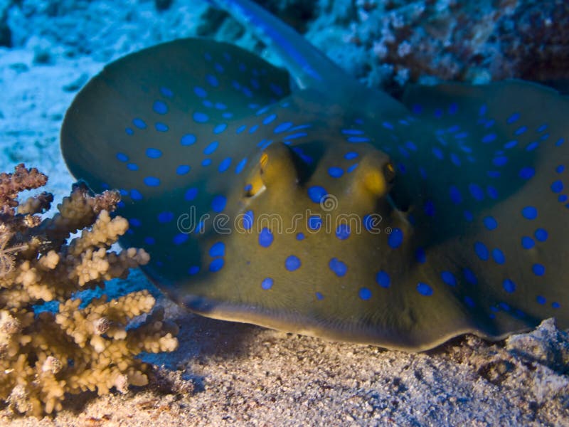 Blue spot ray underwater stock image. Image of spotted - 9350725