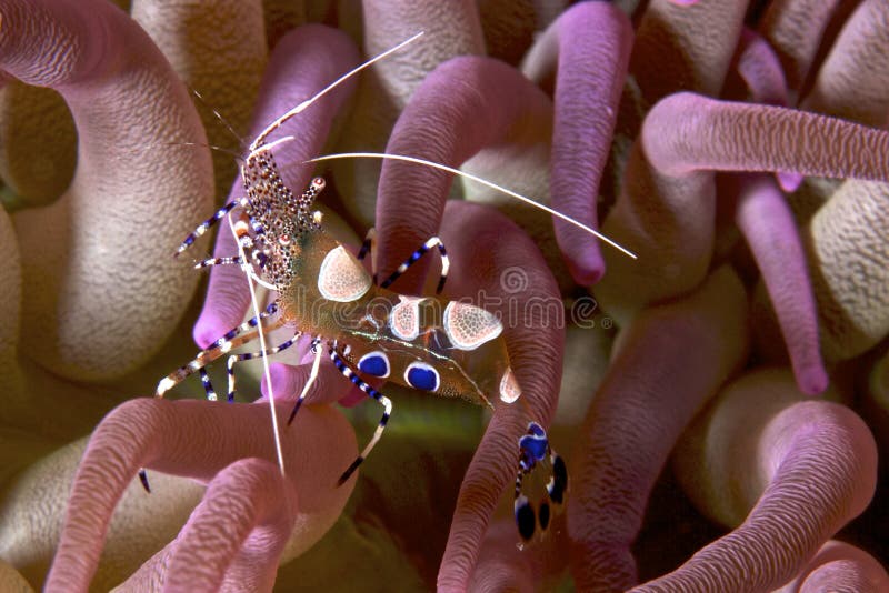 Blue Spotted Cleaner Shrimp Stock Photo - Image of periclimenes, tiny ...