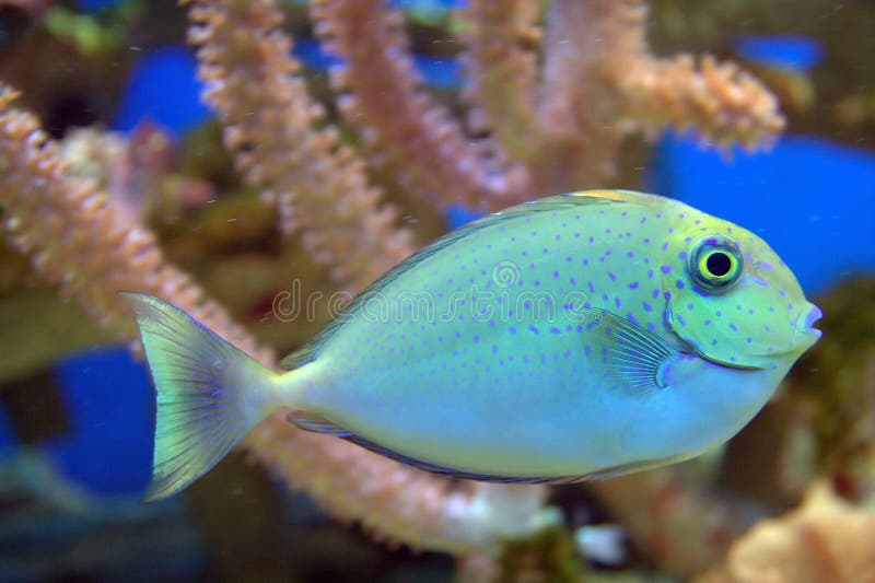 Blue Spotted Fish stock photo. Image of tropical, diving - 10726002