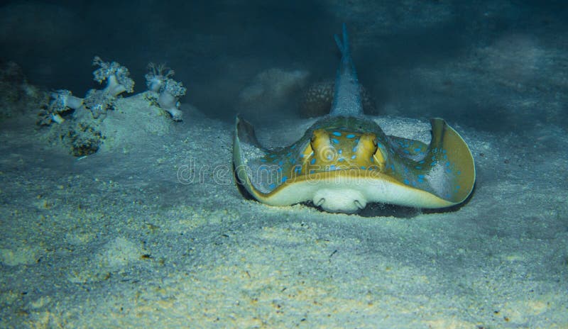 Blue spotted manta ray stock photo. Image of underwater - 69997318