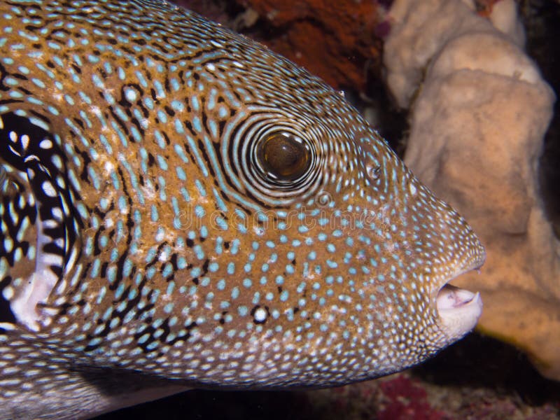 Blue spotted puffer stock image. Image of closeup, nature - 35075245