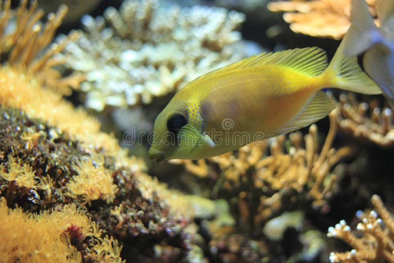 Blue-spotted rabbitfish stock image. Image of marine - 33195497