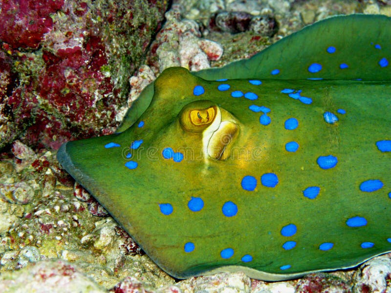 Blue Spotted Ray stock image. Image of corals, blue, lying - 24537517
