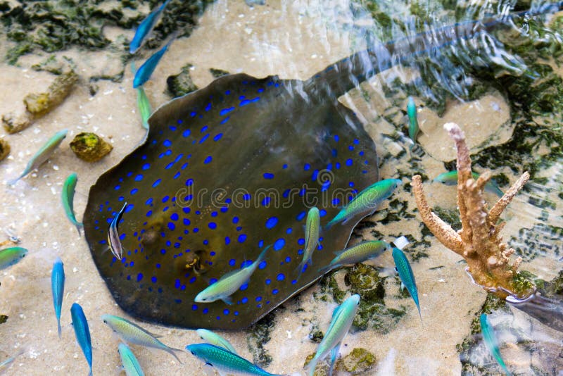 Blue spotted ray stock image. Image of life, tropical - 25256957