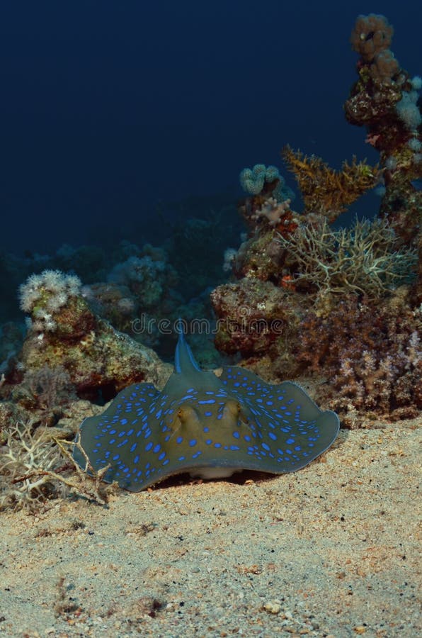 Blue Spotted Ray stock image. Image of strobe, d700, camera - 29607975