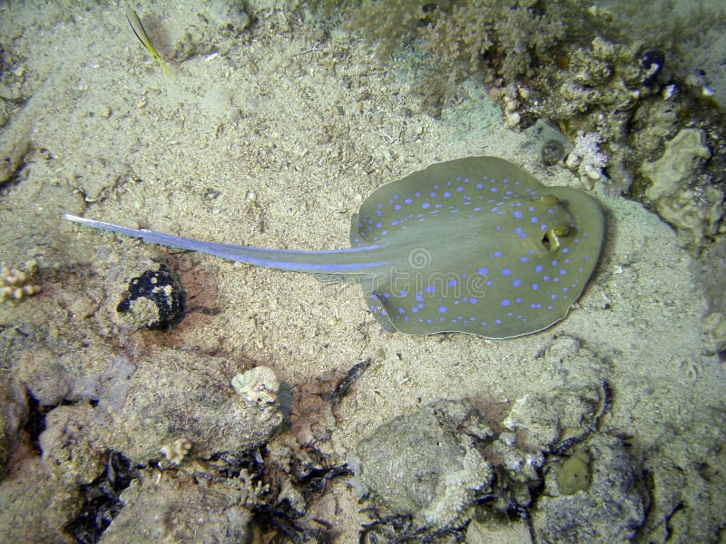 Blue Spotted Ray Picture. Image: 3358143