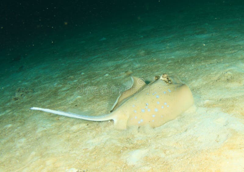 Blue spotted ray stock image. Image of blue, flores, national - 38046489