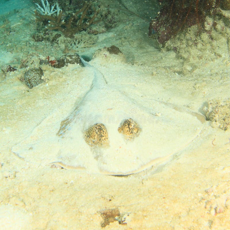 Blue Spotted Ray on Coral Reef Stock Photo - Image of deep, ecology ...