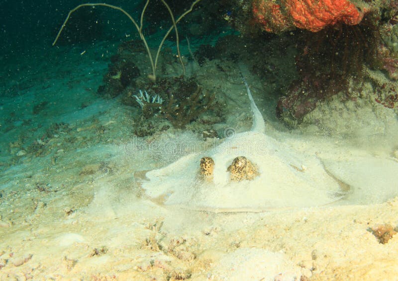 Blue spotted ray stock photo. Image of lymma, ocean, komodo - 38047546