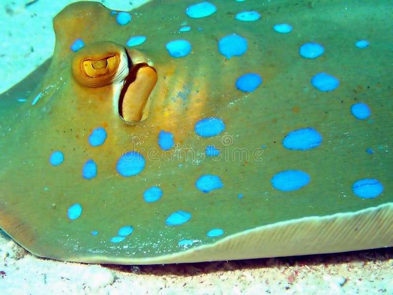 Blue Spotted Ray stock photo. Image of spotted, explorer - 653878