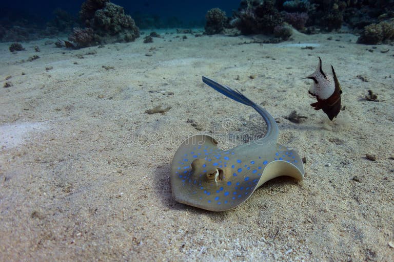Blue Spotted Ray stock image. Image of turning, underwater - 106699189