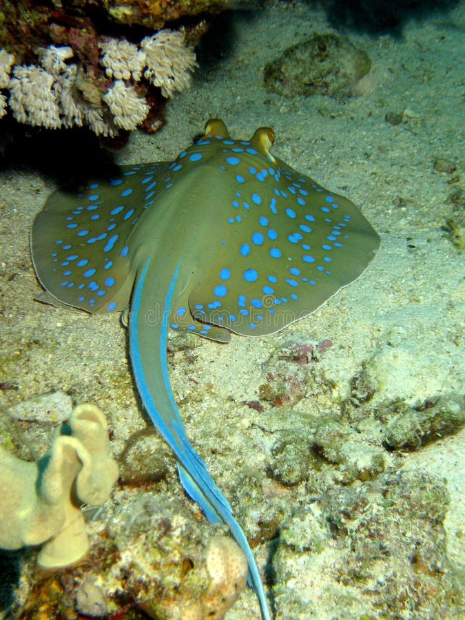 Blue Spotted Ray stock image. Image of reef, water, underwater - 6701317