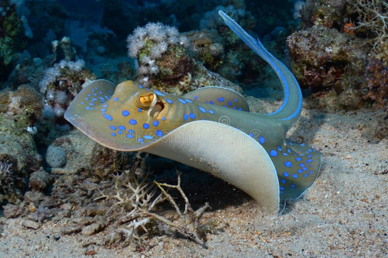 Blue spotted stingray stock photo. Image of gravel, eyes - 10645726