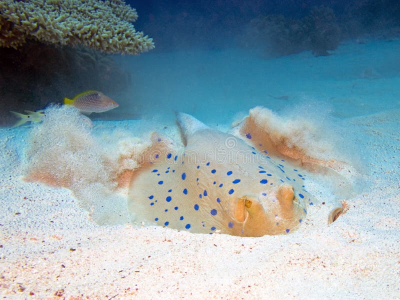 Blue-spotted Ribbontail Ray Stock Photo - Image of pattern, sight: 13993678
