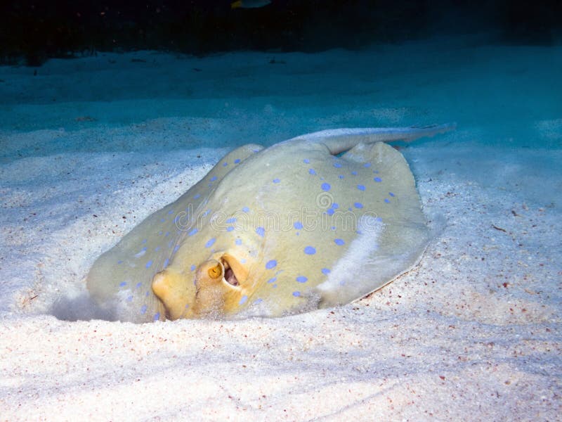 Blue-spotted Ribbontail Ray Stock Photo - Image of underwater, stingray ...