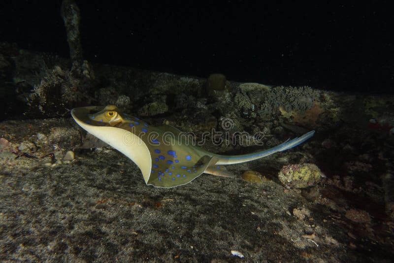 Blue spotted stingray stock image. Image of fish, ocean - 20615861