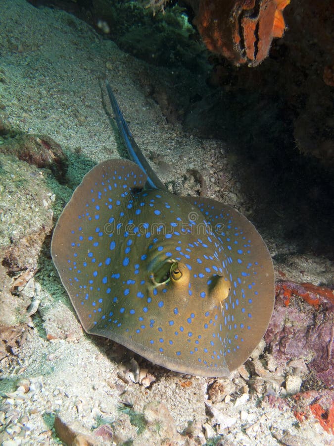 Blue Spotted Ribbontail Ray - Taeniura Lymma Stock Photo - Image of ...