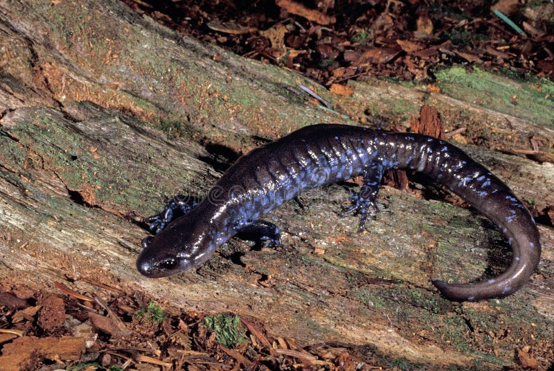 Blue Spotted Salamander stock image. Image of amphibian - 20956511
