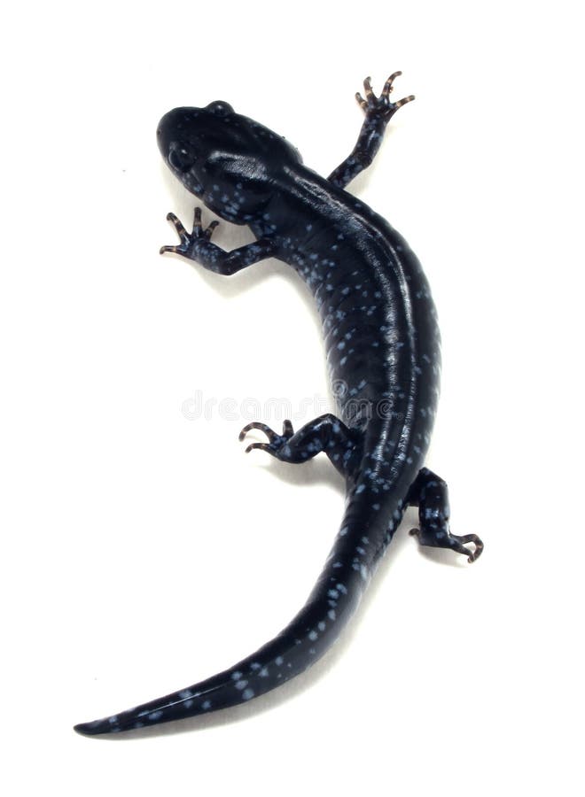 Blue Spotted Salamander (Ambystoma Laterale) Stock Photo - Image of ...