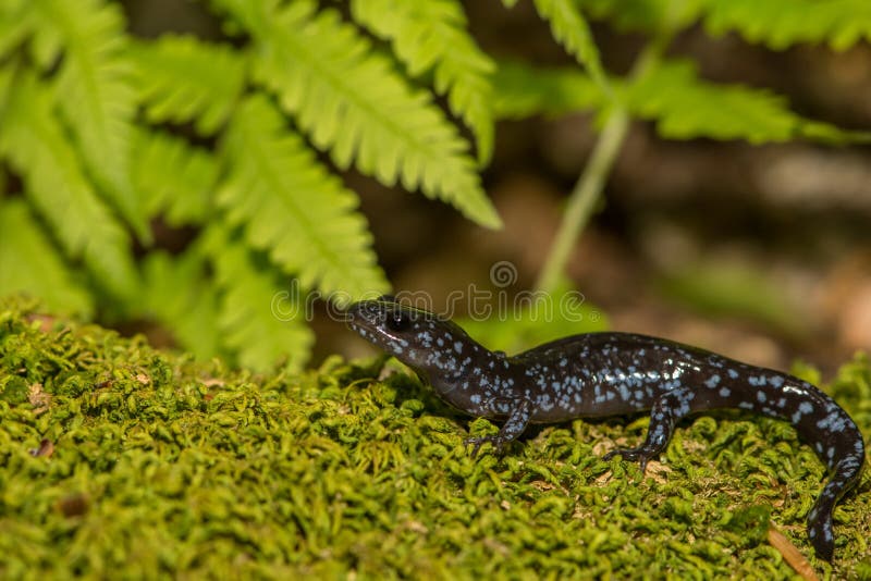 Blue-Spotted Salamander stock image. Image of woodland - 7367089