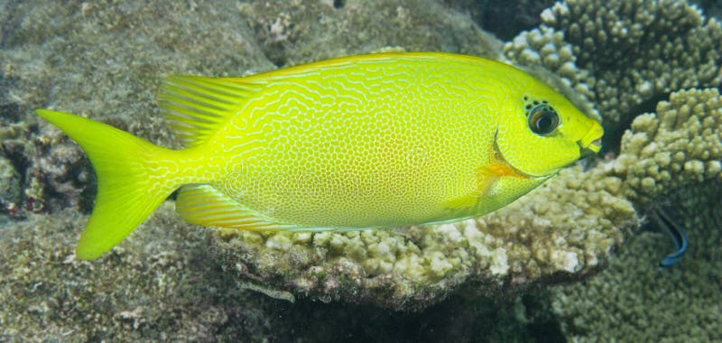 Blue-Spotted Spinefoot stock image. Image of dive, tropical - 19806345