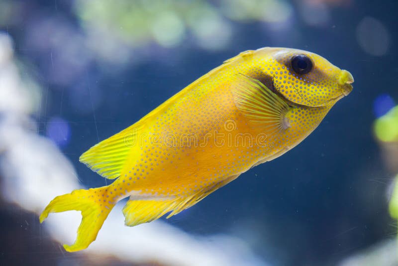 Blue-spotted Spinefoot Siganus Corallinus Stock Photo - Image of swim ...