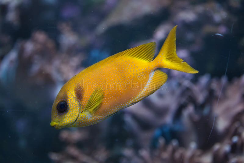Blue-spotted Spinefoot Siganus Corallinus Stock Photo - Image of ...