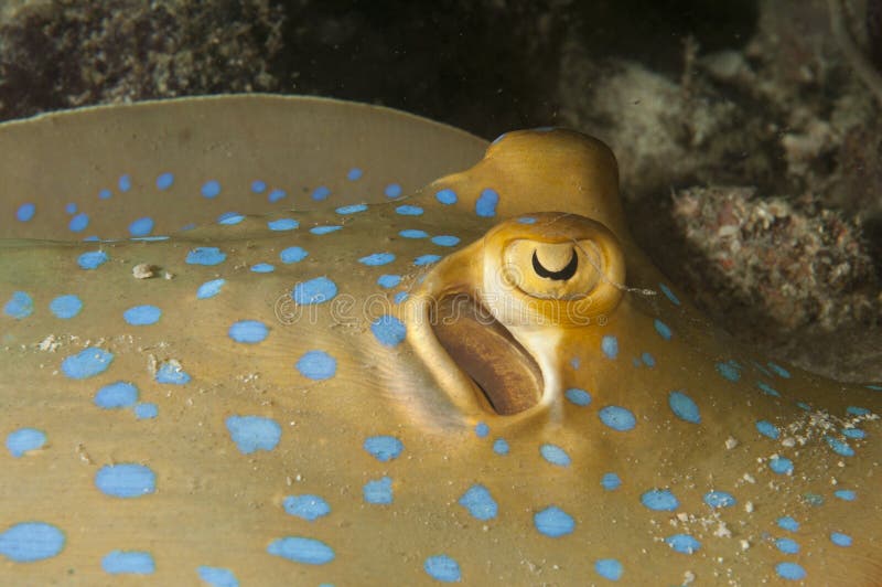 Blue spotted sting ray stock photo. Image of gills, ocean - 19583312
