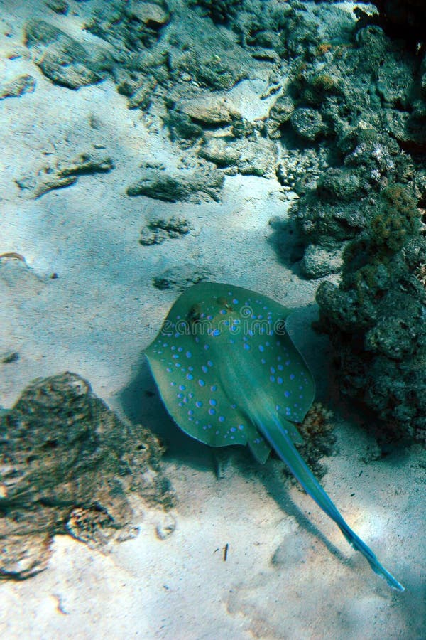 Blue Spotted Stingray Watching You Stock Image - Image of dots, dive ...
