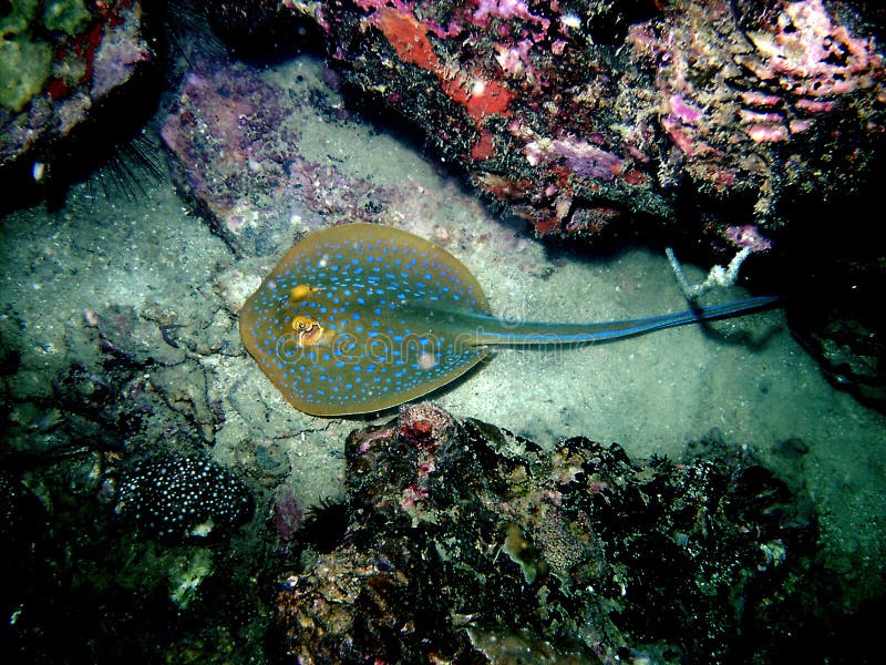Blue Spotted Sting Ray Fish Underwater Stock Photo - Image of ...
