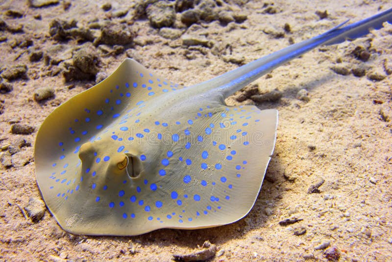 Blue Spotted Stingray Watching You Stock Image - Image of dots, dive ...