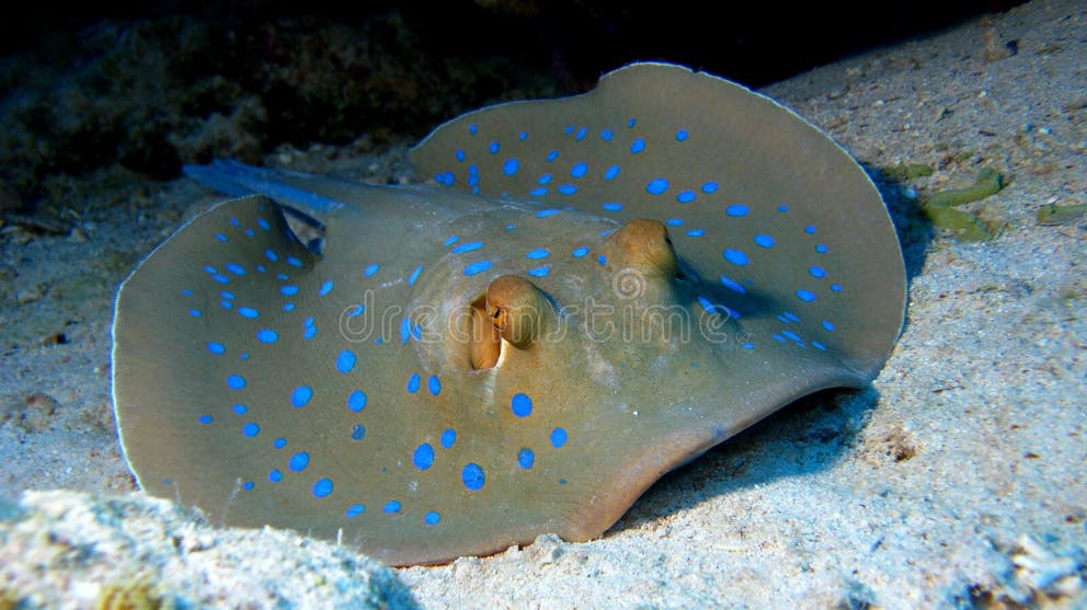 1,590 Spotted Stingray Stock Photos - Free & Royalty-Free Stock Photos ...