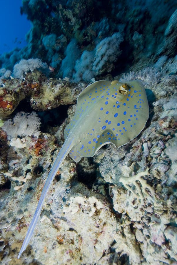 Underwater Photo : Blue-spotted Stingray S Eye Stock Image - Image of ...