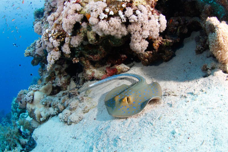 Blue spotted stingray stock image. Image of fish, ocean - 20615861