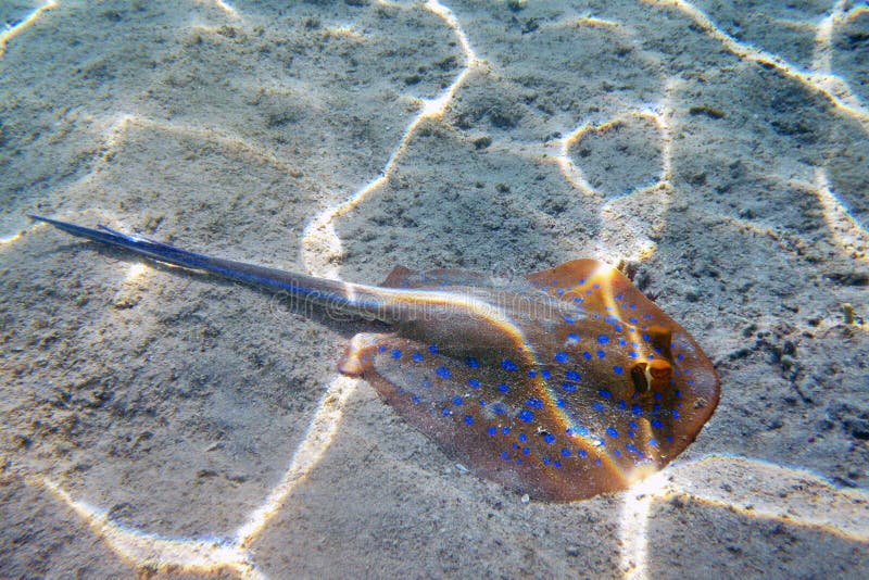 Blue spotted stingray stock photo. Image of wild, spotted - 27664856