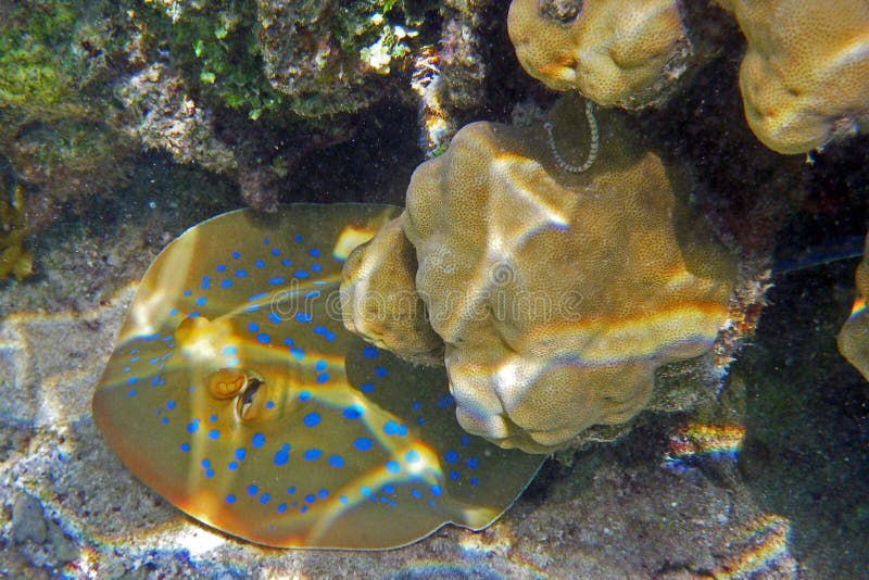 Blue spotted stingray stock image. Image of animals, closeup - 27664885