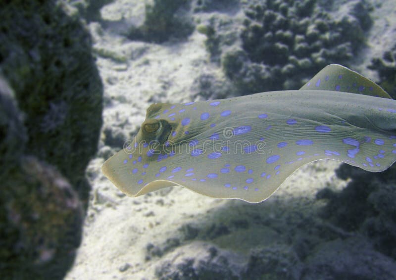 Blue Spotted Stingray stock photo. Image of animal, marine - 3853398