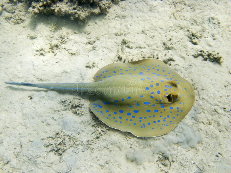 Blue Spotted Stingray Watching You Stock Image - Image of dots, dive ...