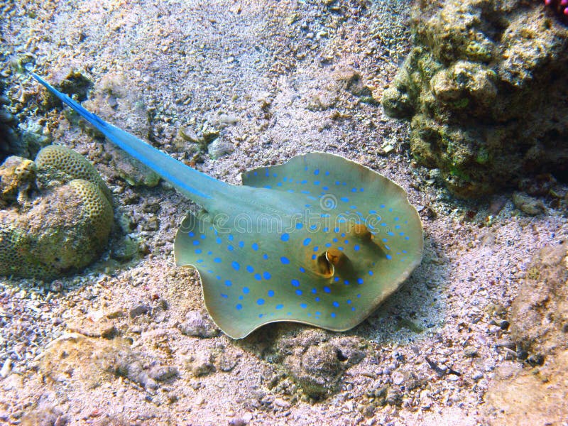 Spotted stingray stock image. Image of animal, spotted - 5354443