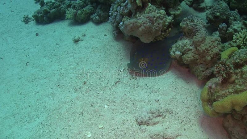 Blue Spotted Stingray on Coral Reef Stock Video - Video of nature, reef ...