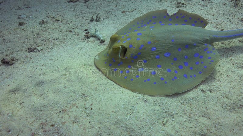 Blue Spotted Stingray on Coral Reef Stock Video - Video of dive, egypt ...