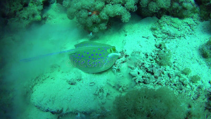Blue Spotted Stingray on Coral Reef Stock Video - Video of coral, deep ...