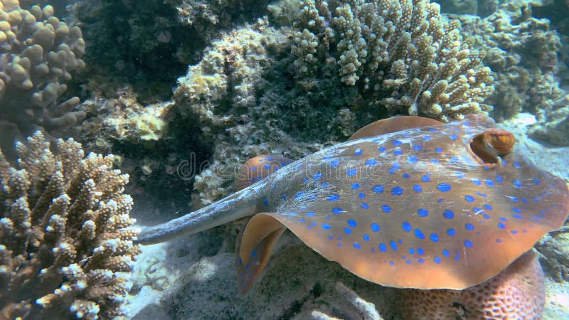 Blue Spotted Stingray on the Great Barrier Reef Stock Footage - Video ...