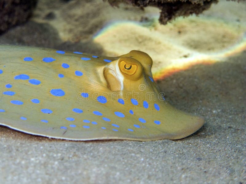 Blue Spotted Stingray Watching You Stock Image - Image of dots, dive ...